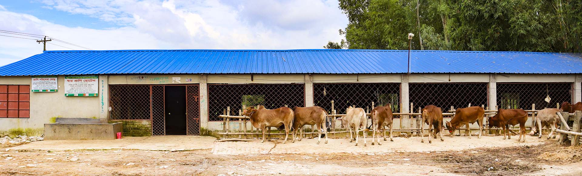 Cattle hotel in Sirajganj makes a mark