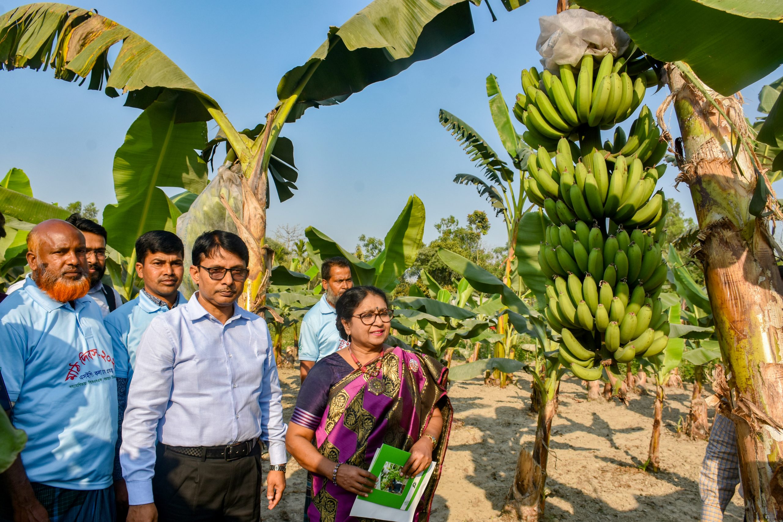 G-9 banana farmers gain more profit with less investment
